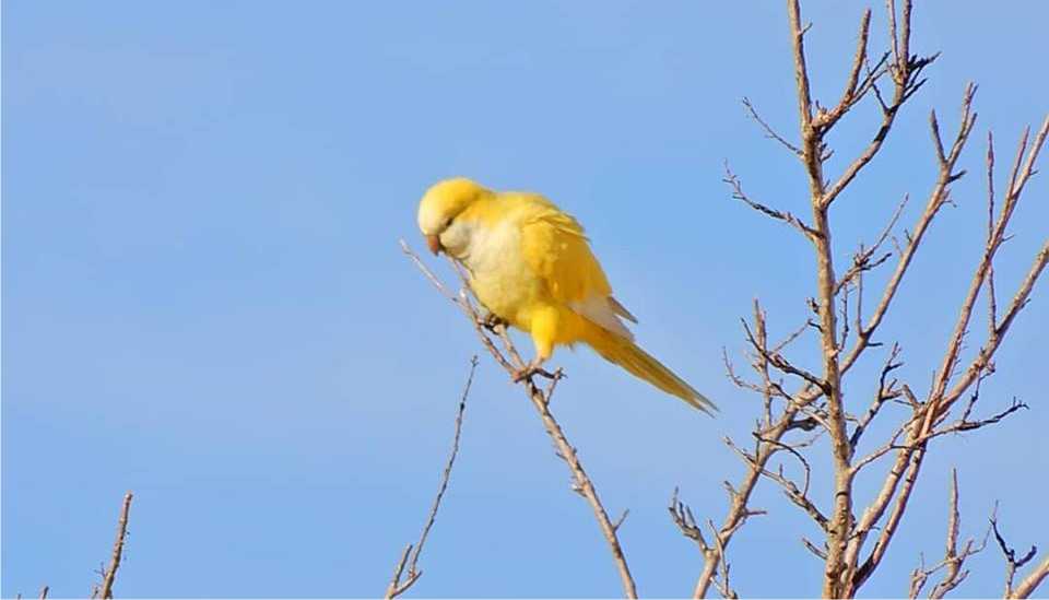 Rareza en San Jerónimo del Sauce, un perico de color amarillo
